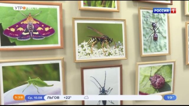 Экосистема Курского края: насекомые