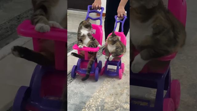 баловница.mp4