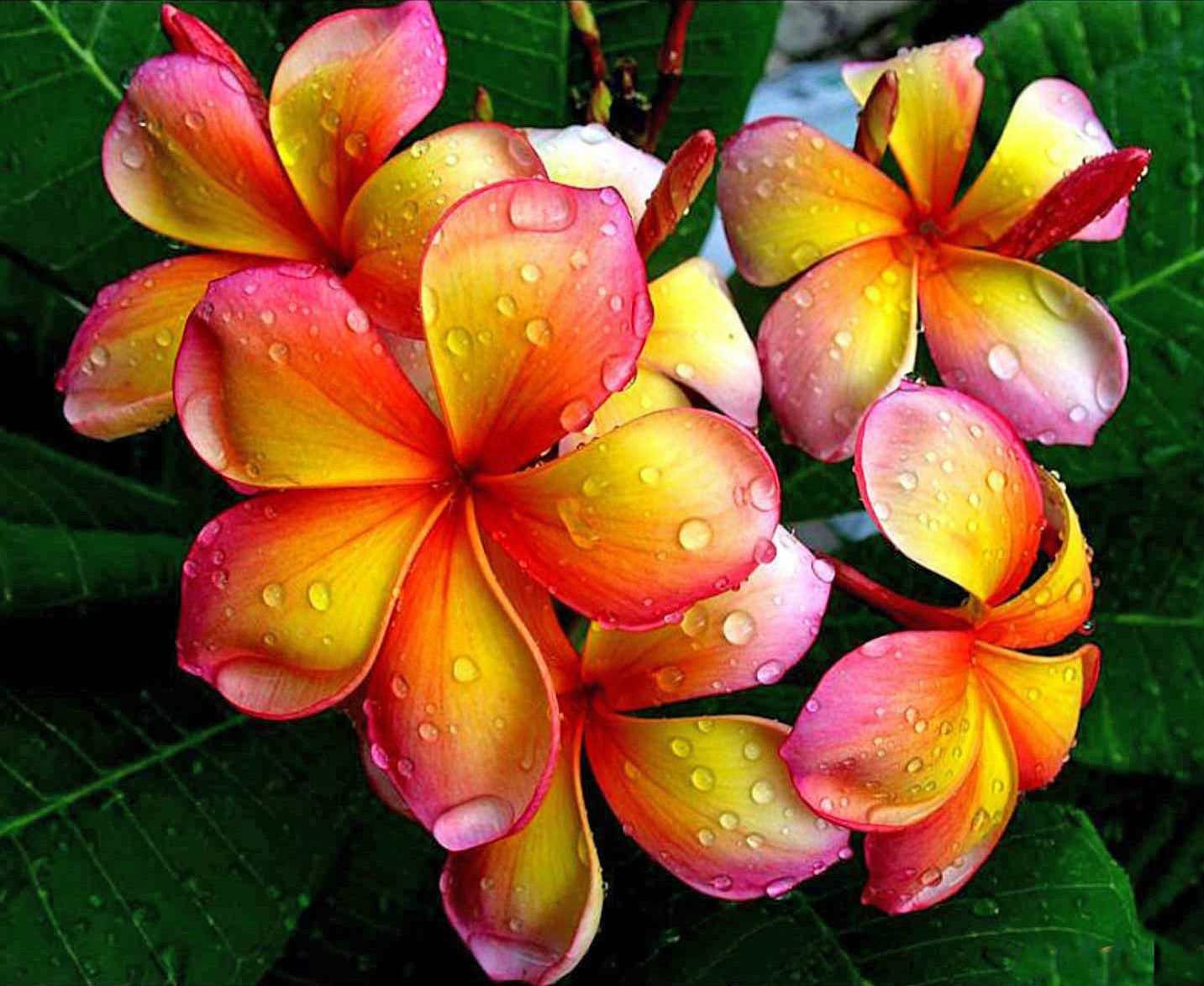 Плюмерия РЕЛАКС АРТ-ТЕРАПИЯ ИМПРОВИЗАЦИЯ композитор Виктор Анохин #piano #instrumentalmusic #цветы