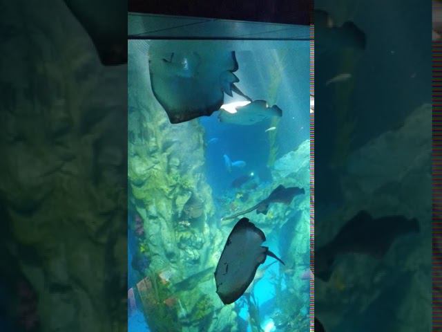 Сеул. Аквариум.(2)