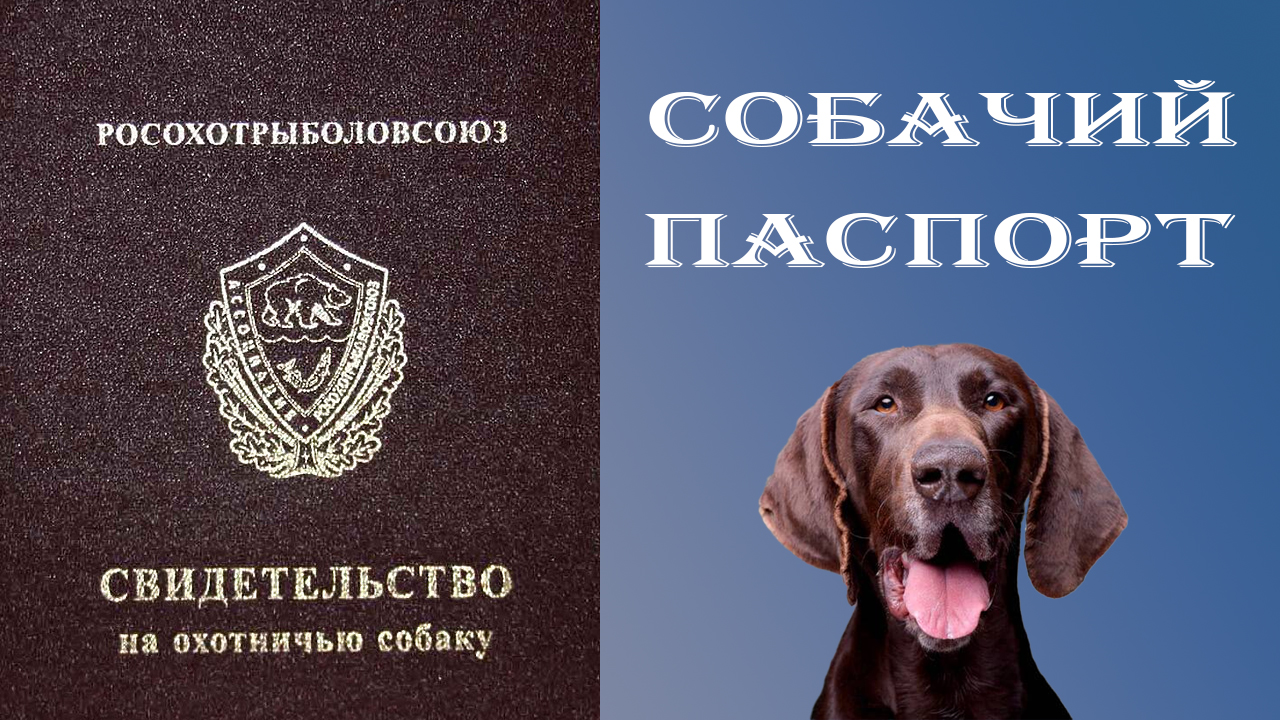 Как получить свидетельство на охотничью собаку?
