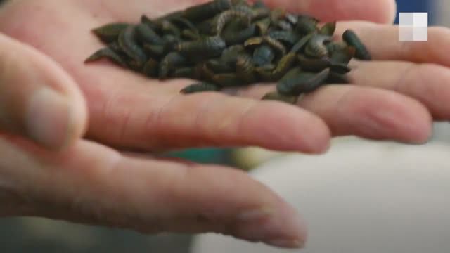 Геннадий Иванов создает продукты из личинки мухи Черная Львинка _ 29.RU