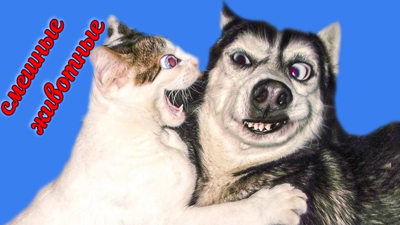?СМЕШНЫЕ ПУШИСТИКИ?ЗАБАВНЫЕ КОТИКИ СОБАЧКИ И ДРУГИЕ ЖИВОТНЫЕ?