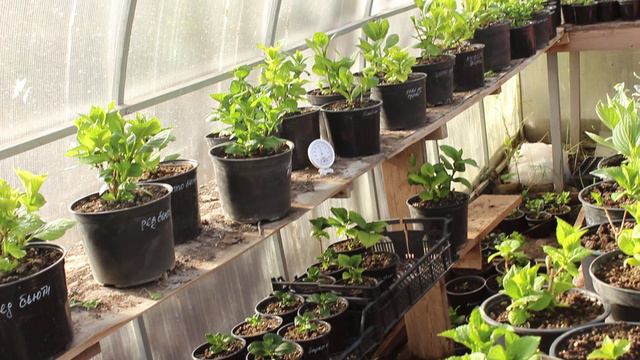 Крупнолистные гортензии отлично перезимовали, но весной стали погибать. Разбираем причины.