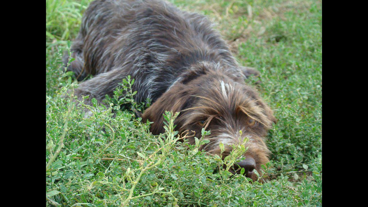 Натаска легавых собак. Серия 10 Когда охотиться с континентальными легавыми?