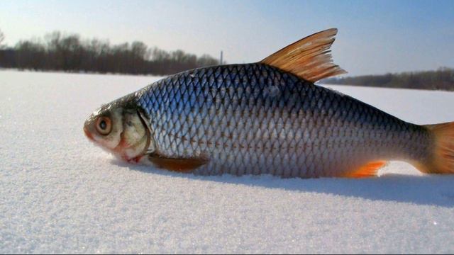 🐟 Советы КАК ЛОВИТЬ ПЛОТВУ
