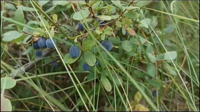 прогулка по Волоярви  🫐🌲