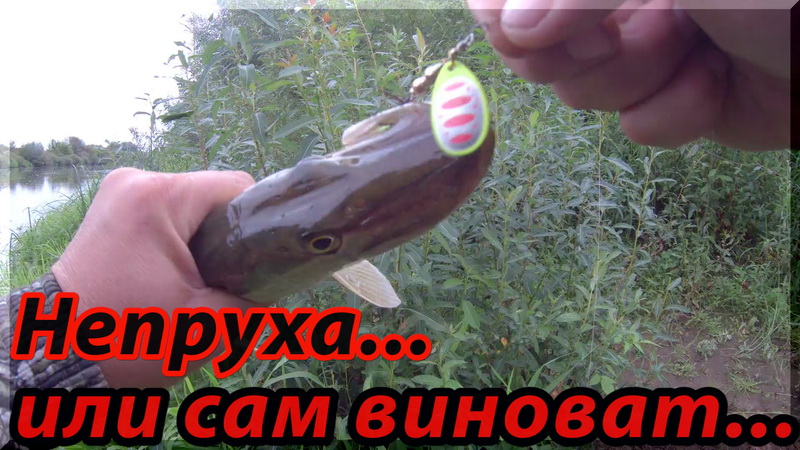 "Крокодил не ловится, не растет кокос..." - Не везет, так не везет. Рыбалка на спиннинг.