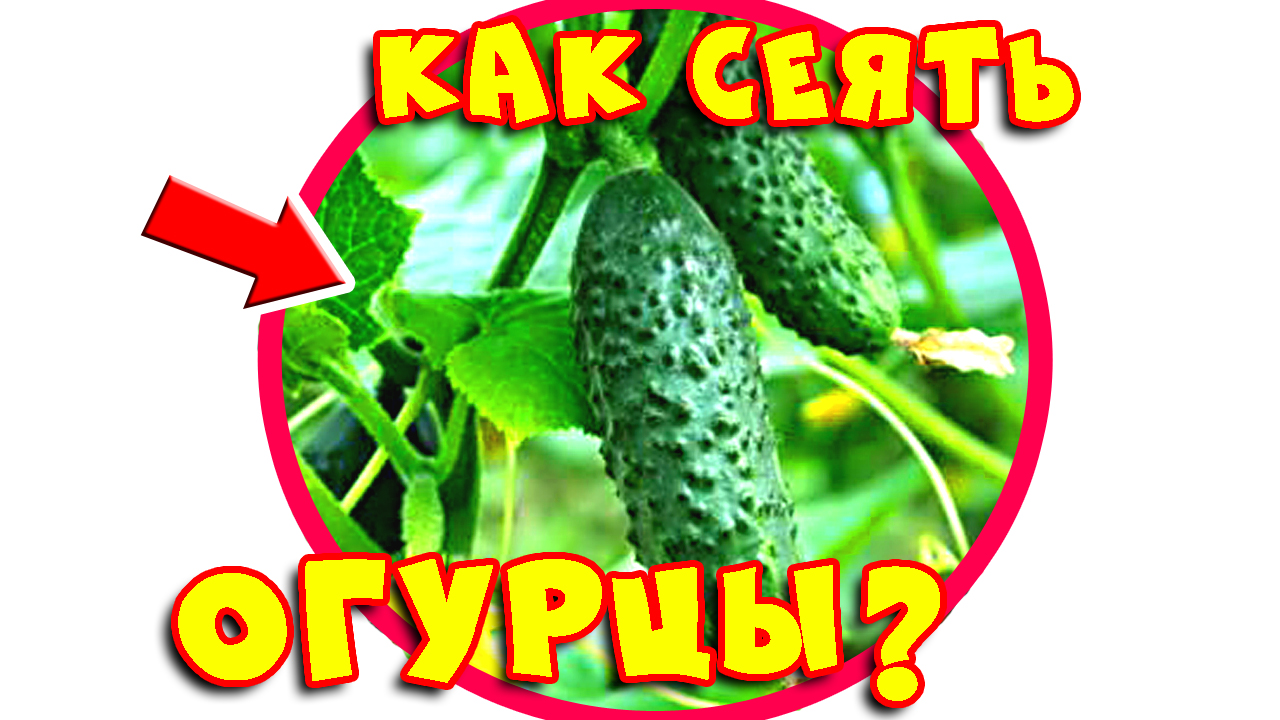 Как сажать ТЫКВЕННЫЕ: простой СПОСОБ ПОСЕВА семян в открытый грунт