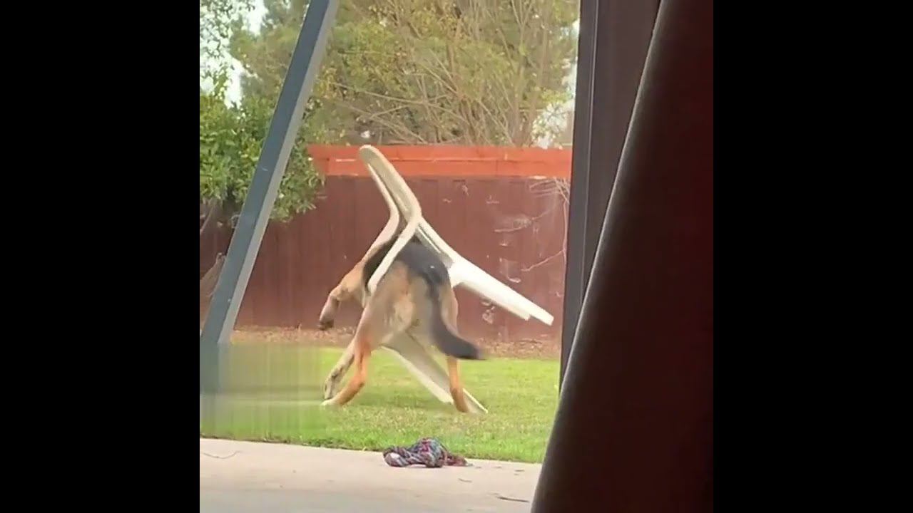 СОБАКЕН VS СТУЛ | Я ТЕБЯ ВСЕ РАВНО ПОБЕДЮ, ПОБЕЖДУ, ПОБЕЗДЮ