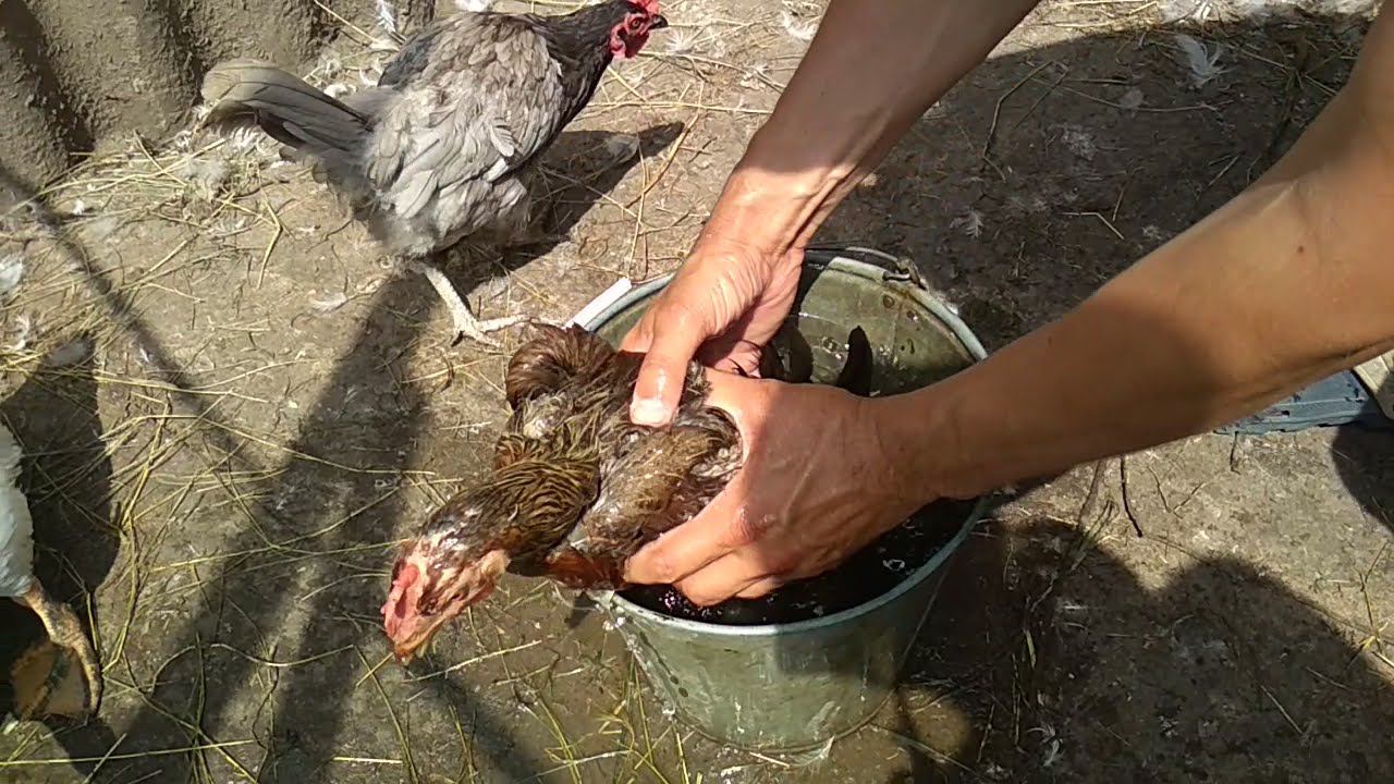 Как снять курицу с гнезда.