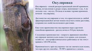 Прививка и окулировка плодовых растений