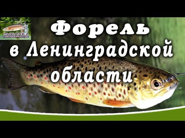 Форель в Ленинградской области. Рыбалка в области. (июль 2019)