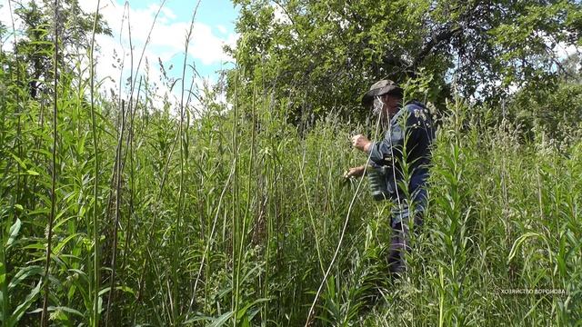 Хозяйство Воронова | Техника сбора Иван чая вручную. Просто и быстро