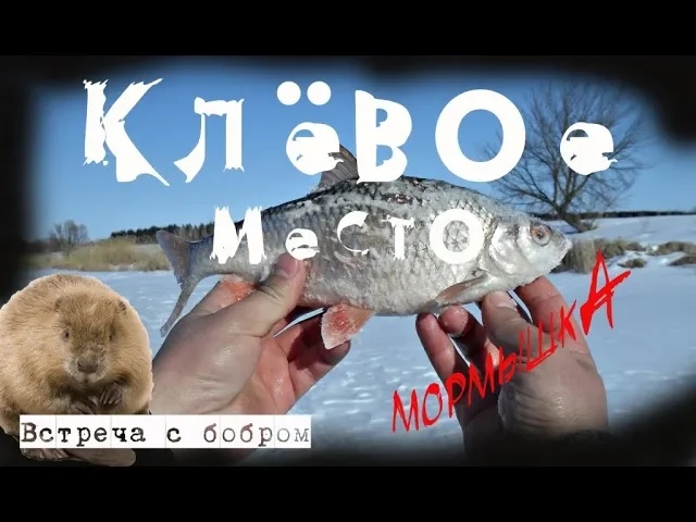 Зимняя рыбалка на мормышку. Поймали крупную плотву!!! Встреча с бобром.