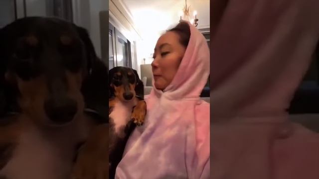 Милые собачки целуют человеков