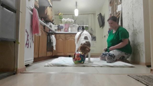 Игры с собаками / пробуем трюк Кати мячик