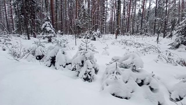 Красавица зима в лесу вызывает чувство восторга! Произведение искусства от природы!