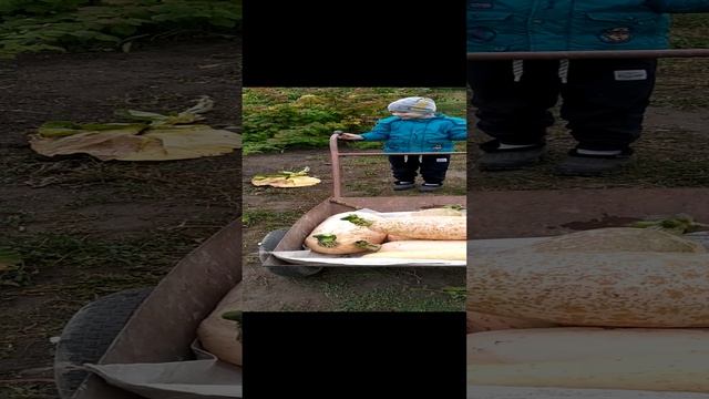 Кирюша в деревне помогает бабушке и деду.