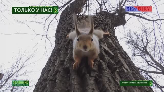 ЖИВОЙ МИР МОИМИ ГЛАЗАМИ №3. ЗЕЛЁНЫЙ ВАРИАНТ. Выпуск от 23.09.2018