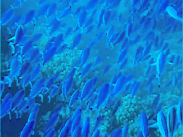 Живой мир Красного моря, 2007-2011 года