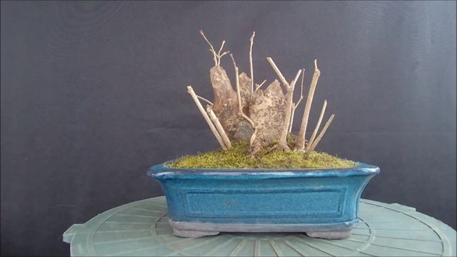 Бонсай новая посылка ямадори заготовки A new package of yamadori blanks for bonsai  зима 2022год