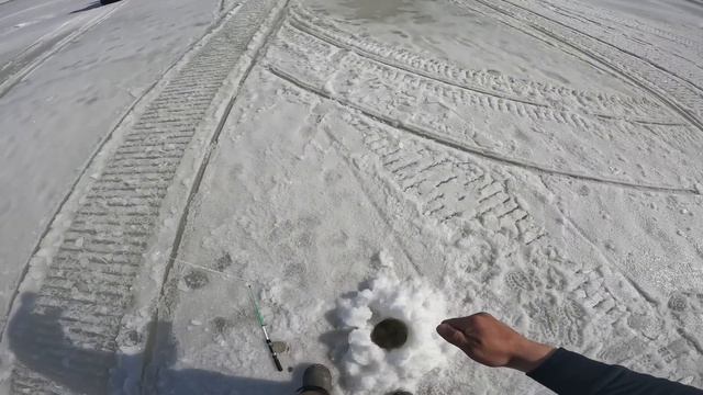 Супер рыбалка на хищника. Жерлицы не успевают падать на дно!!!