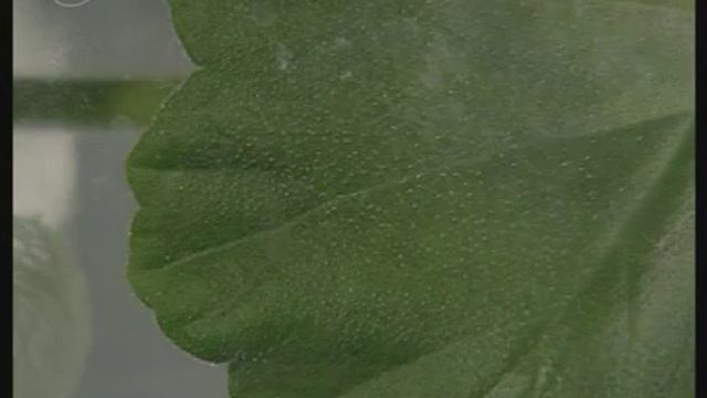 Испарение воды ОПЫТ биология 7 кл.mp4