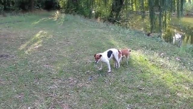 Видеоотчёт для руководства Ассоциации кинологов Украины о вязке моей суки г/ш фокстерьер от 12/09/18