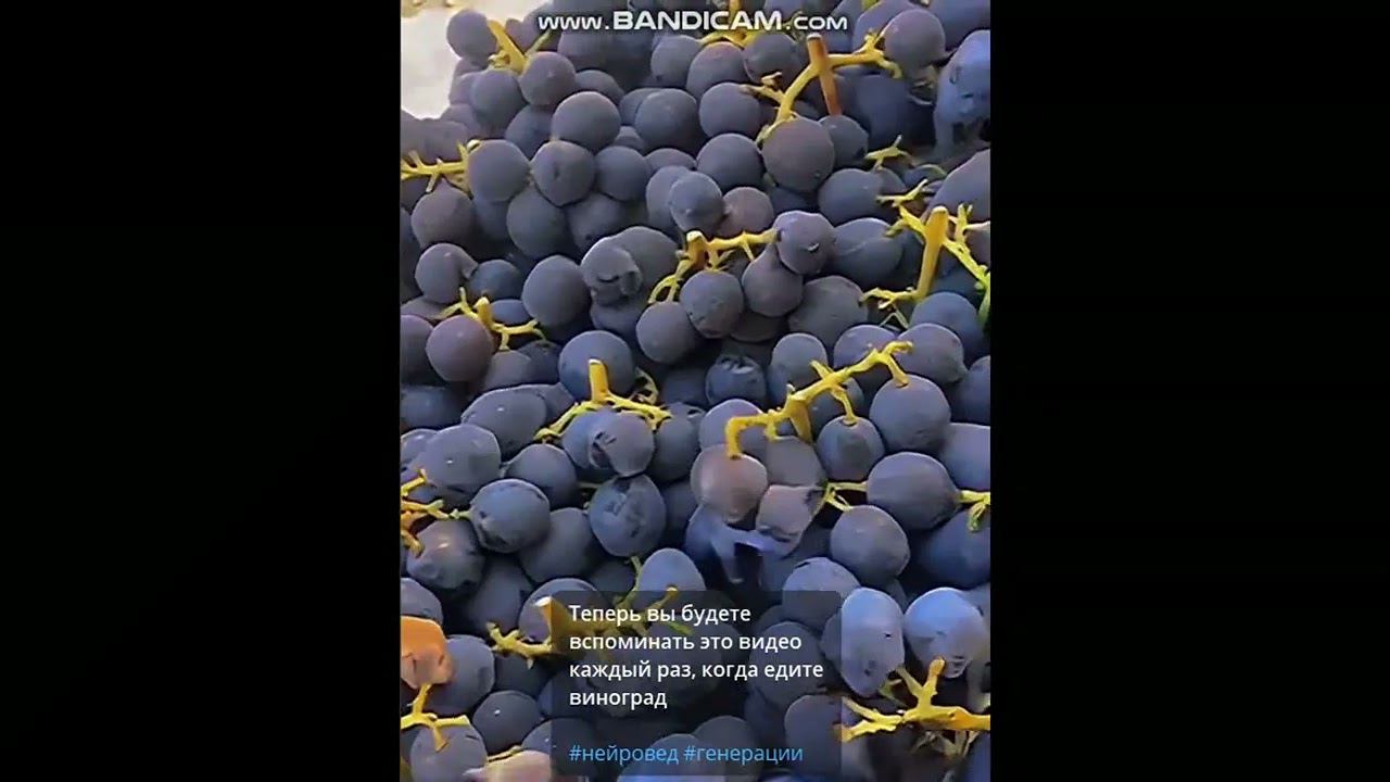 чёрный виноград превращается в негра собак