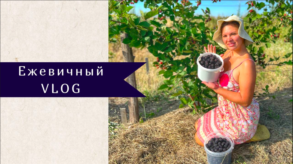 Моя ежевика: сорта, сбор урожая, трудности | Уход после плодоношения