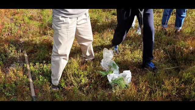 Посадка кедров в Кергедане.mp4