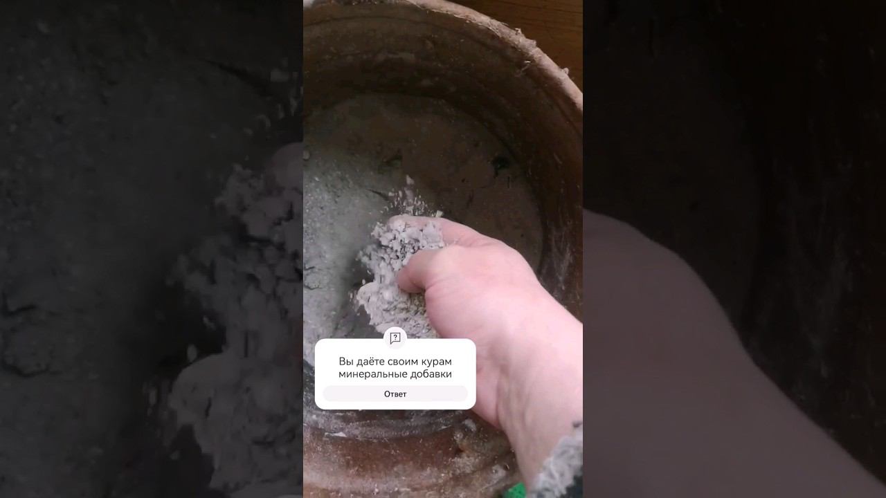 Зола древесная в кормлении кур