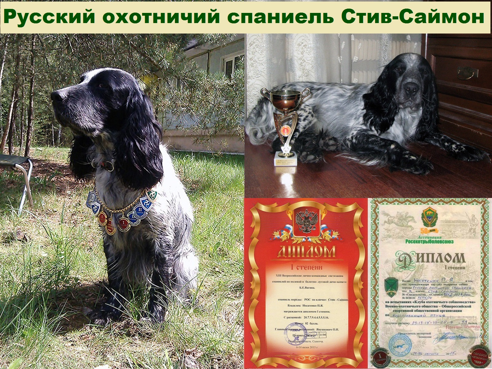 Русский охотничий спаниель Стив-Саймон.mp4