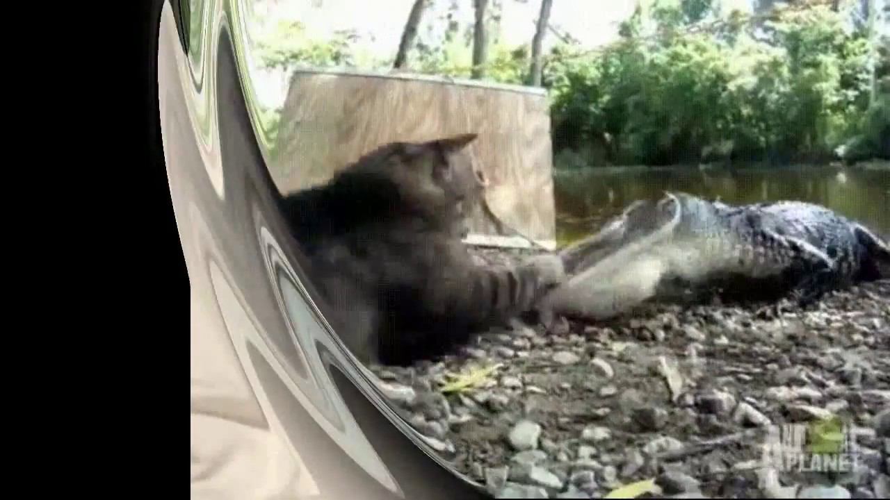 Котята. Котики. Новая веселая подборка про кошек./A new thread of jokes. Top 10.