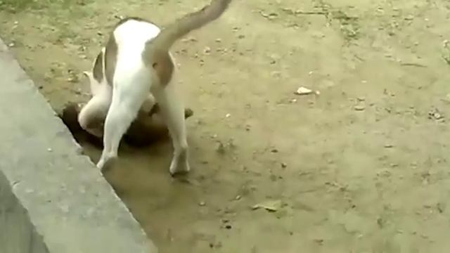 Назойливые кавалеры..mp4