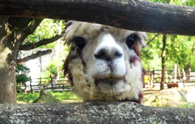 020 Остров солнечный - Сафари парк в Краснодаре