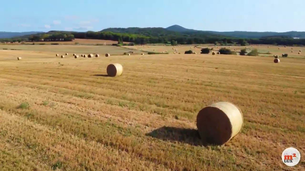 Поля Льягостеры, 4 августа 2024..