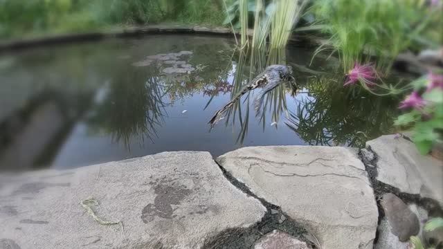 Насекомые и земноводные в Full HD 1080р240fps. Замедленная съемка в 13 раз. slow motion. Футаж.