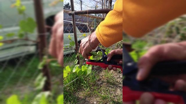 Нормировка куста винограда гроздями и побегами