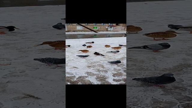 на Черной речке  Спб , Питер