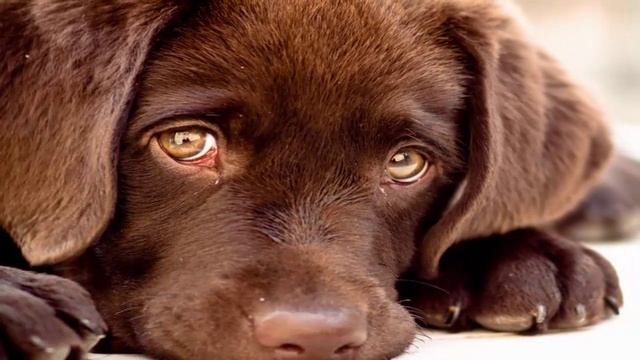 Почему собаки чуют плохих людей. Ученые утверждают, Собаки спасают хозяев и чувствуют плохих людей..