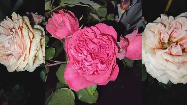 Ночь... цветы