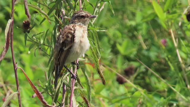 Луговой Чекан_#7, Крылатское, 10 августа 2024