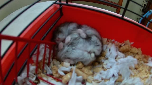 Хомячок Маша после встречи Нового Года.