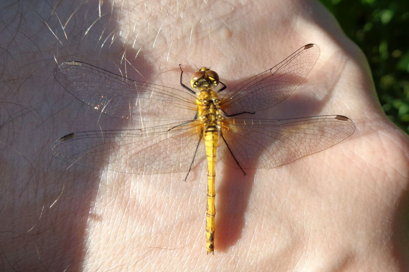 Стрекоза кровяная, лат. Sympetrum sanguineum, отдыхает на моей руке, Великий Новгород 16.07.2022