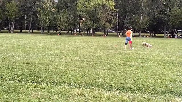 Татьяна и метис питбуля Соня. Фризби-Фристайл..mp4