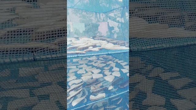 Сушу грибочки на зиму ?