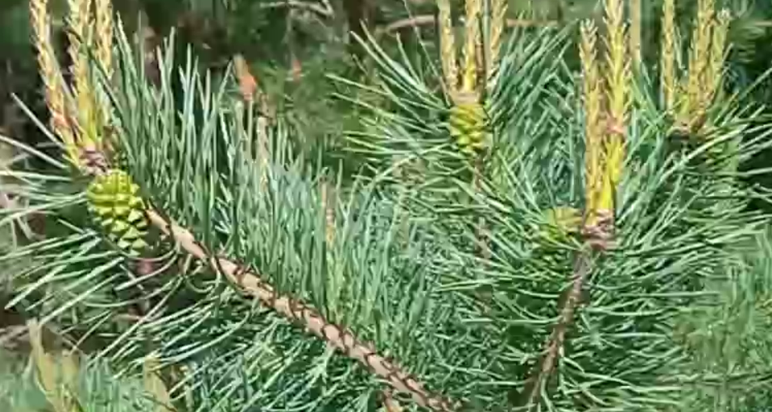 Когда собирать зелёные сосновые шишки