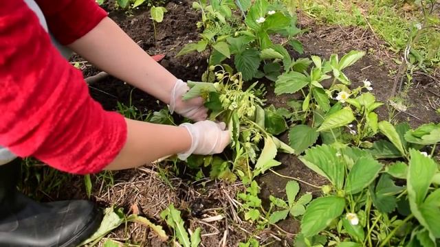 Хрущ на клубнике